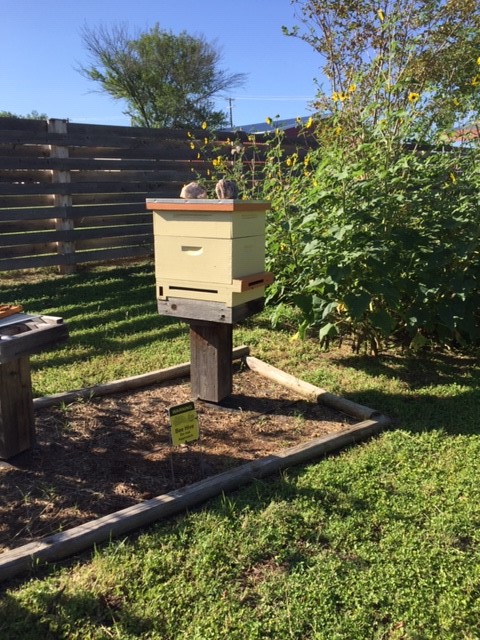 Texas Beekeeping 101